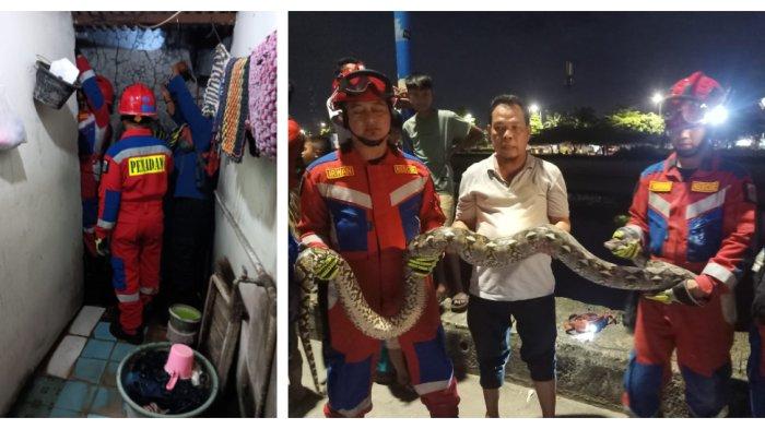 Jeritan Anak Gadis Lihat Ular Sanca 5 Meter di Kamar Mandi, Petugas ...