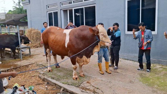 Penampakan Sapi Kurban Prabowo Seberat 1,1 Ton di Bekasi, Presiden Dapat Harga Diskon ...