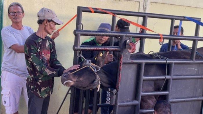 Alat Canggih Penyembelih Hewan Kurban di Depok Ini Terbukti Anticedera, Harganya Rp 5 Juta ...