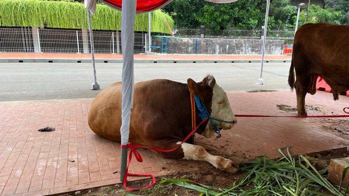 Terkuak Alasan Sapi 1,2 Ton Milik Jokowi di Masjid Istiqlal Baru Bisa ...