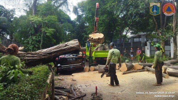 Pohon Tumbang Timpa Mobil Fortuner Dekat Rumah Prabowo, Kepala BPBD: Punya Sri Wahyuni ...