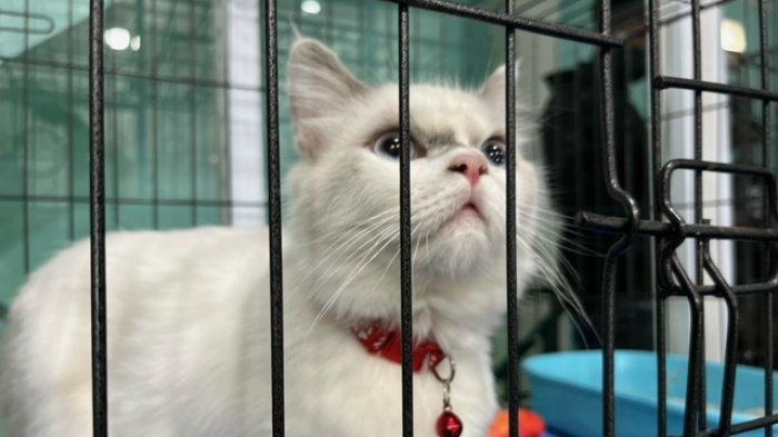 Ternyata Ini Alasan Mengapa Kucing Kerap Menggaruk Sofa dan Dinding ...