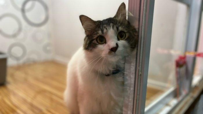 Ini 3 Alasan Kenapa Kucing Suka Buang Kotoran Sembarangan di Rumah, Cat ...