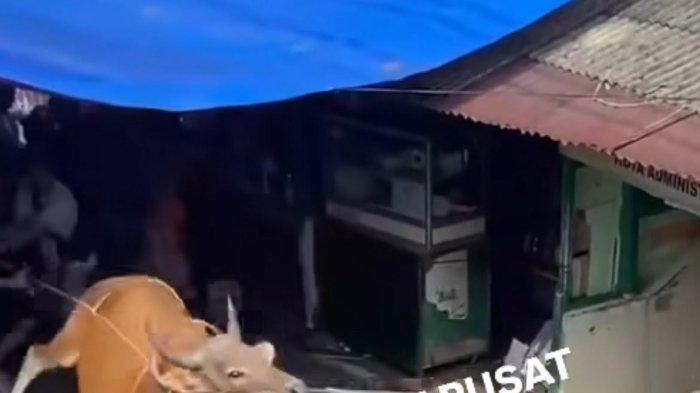 Nyaris Lepas! Sapi Kurban di Jakpus Ngamuk hingga Rusak Tiang Rumah Warga Saat Mau Dipotong ...