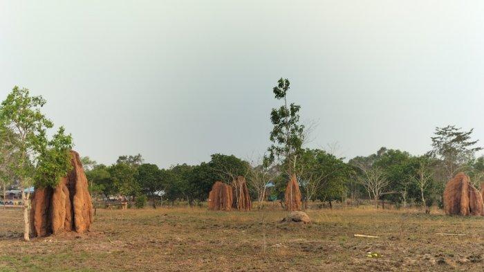 Potret Wisata 1000 Musamus Merauke, Mahakarya Alam di Perbatasan Timur ...