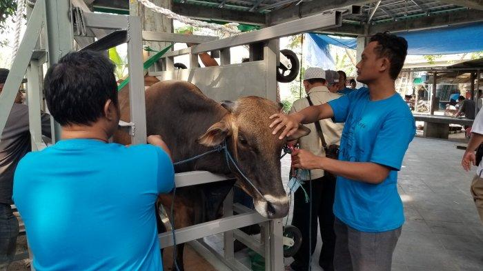 Alat Canggih Peroboh Sapi Kurban di Masjid Raya Al-Azhom Tangerang ...
