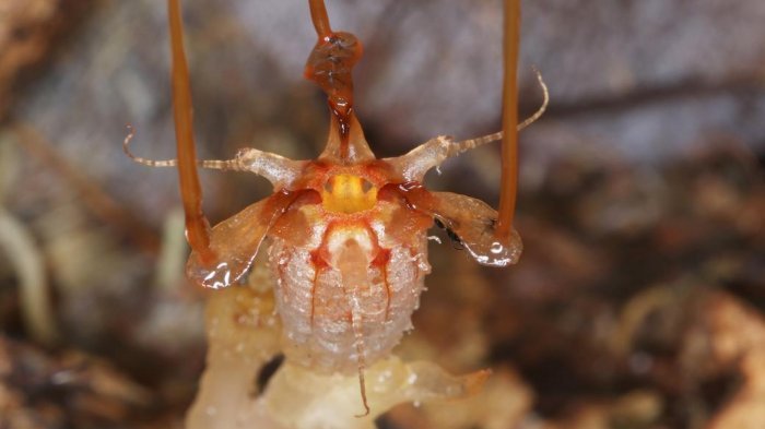 Ada di Kalimantan, Tanaman yang Dikenal Sebagai Bunga Alien Ini Hanya ...