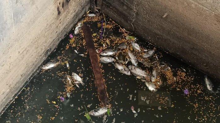 Ribuan Ikan Mati di Kali Ancol Diduga Akibat Kekurangan Oksigen ...