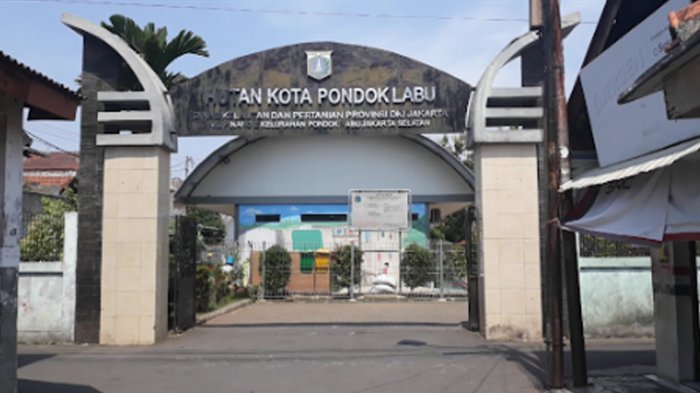 Mengintip Hutan Kota di Pondok Labu yang Ditanami Ratusan Jenis Pohon ...