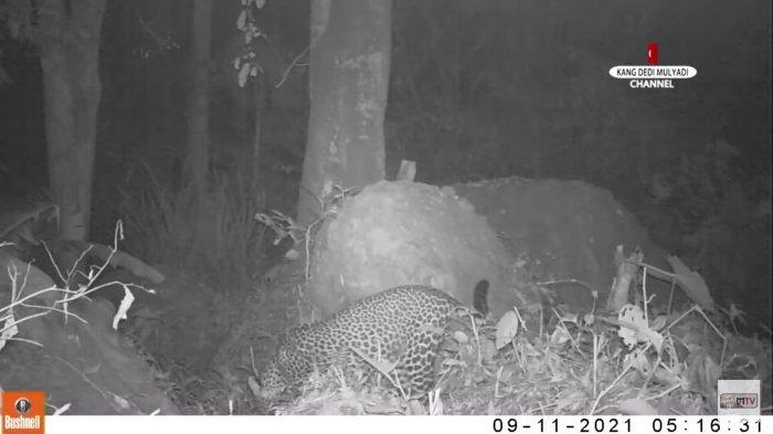 Macan Tutul Jawa Masih Ada di Gunung Sanggabuana, Terekam Kamera Kang ...