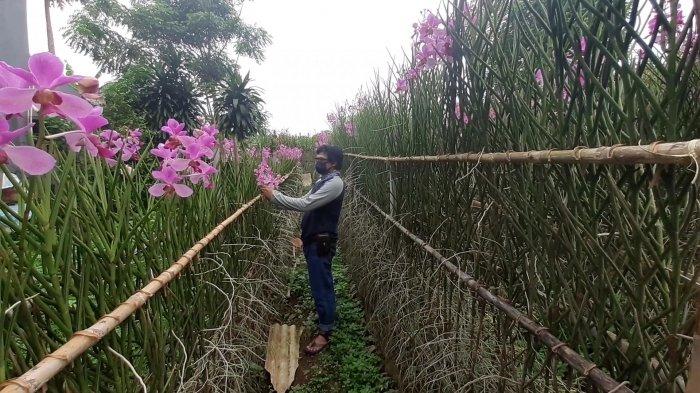 Usaha Bunga Anggrek Layu di Tangerang Selatan, Harga Jual Anjlok ...