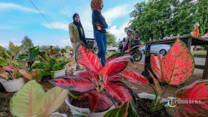 Cek Harga Tanaman Hias Terbaru, Monstera dan Aglonema Sedang Banyak ...