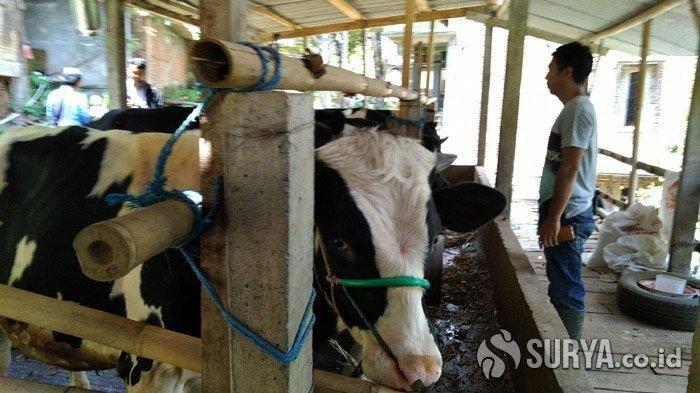 Viral Bangkai Sapi Dijual Rp 3 Juta Lalu Dagingnya Dipasarkan Harga ...