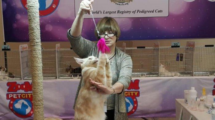 Yuk, Ajak Kucing Kesayanganmu ke Kontes CFA Show Champ Of The Champ ...