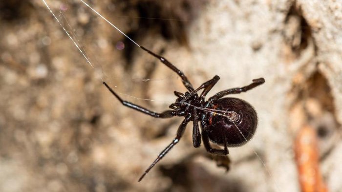 Jaring Laba-laba Ternyata Bisa Buat Kulit Jadi Cantik - Tribunsorong.com