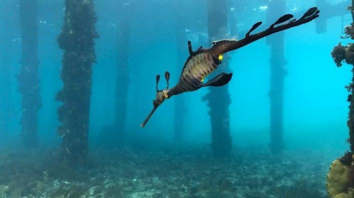 Melihat dari Dekat Karakter Naga Laut, Satwa yang Sangat Sulit Ditemui ...
