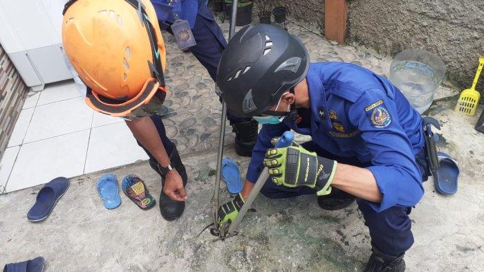 Ular Kobra Jawa alias Naja Sputatrix Kembali Muncul di Rumah Warga ...