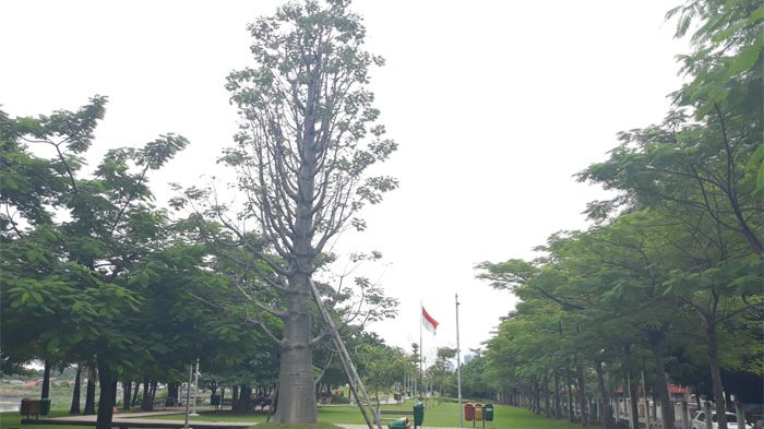Bernilai Ratusan Juta, Pohon Ini Menjadi Daya Tarik Tersendiri Taman ...