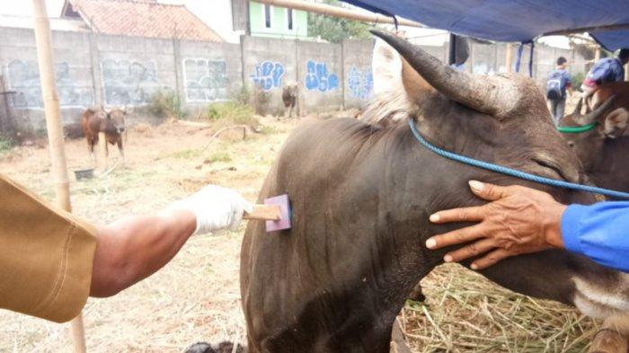Alasan Sapi Asal Bima Jenis Terbaik untuk Kurban Hari Raya Idul Adha - Tribunjakarta.com
