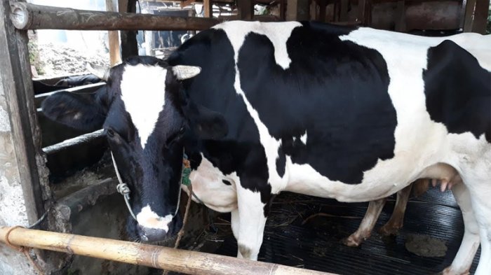 Harga Satu Ekor Sapi Perah Mencapai Rp 22-25 juta, Begini Cara ...