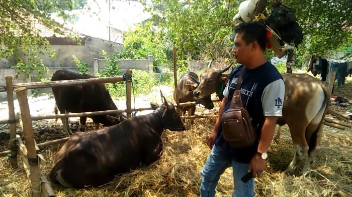 Kisah Perjuangan Pedagang Sapi Bima di Jakarta: Dulunya Ditertawakan ...