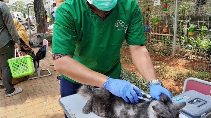 Cegah Rabies, Musang Hingga Kera Disuntik Vaksin - Tribunjakarta.com