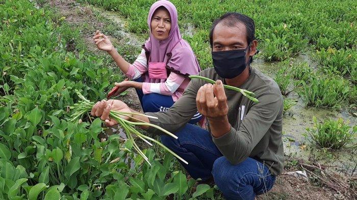 Melihat Budidaya Genjer Petani di Bekasi, Harga Jual Tinggi Bisa Panen ...