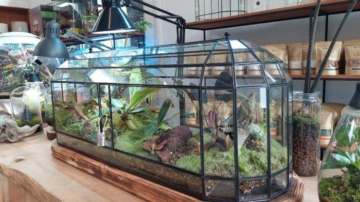 Cocok Buat Pemula, Beberapa Jenis Tanaman Ini Mudah Diaplikasikan ...