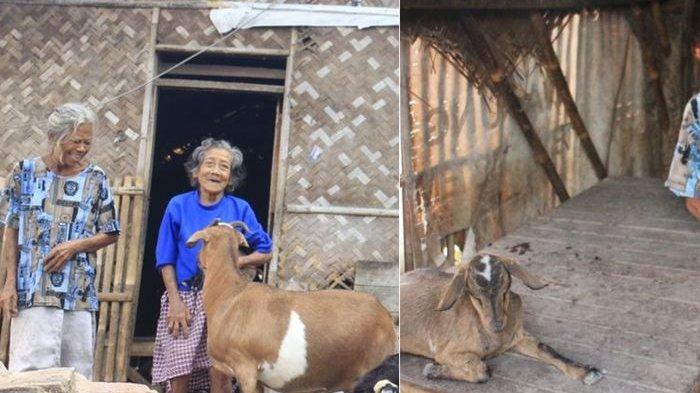 Kisah 2 Nenek 70 Tahun Rela Berbagi Tempat Tinggal dengan Belasan Kambing dalam Satu Rumah ...
