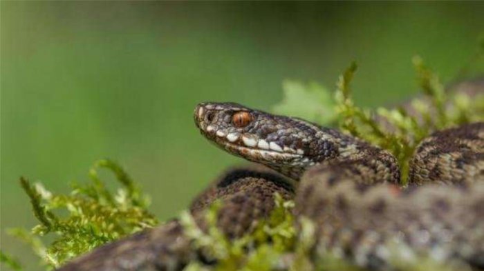 Dinas Kesehatan Depok Sediakan Serum Anti Bisa Ular di Seluruh ...