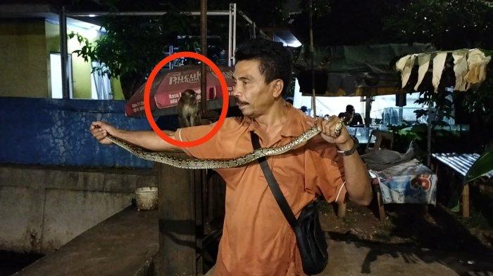 Monyet Beri Sinyal, Pemilik Warung Kaget Ada Ular yang Siap Memangsa di ...