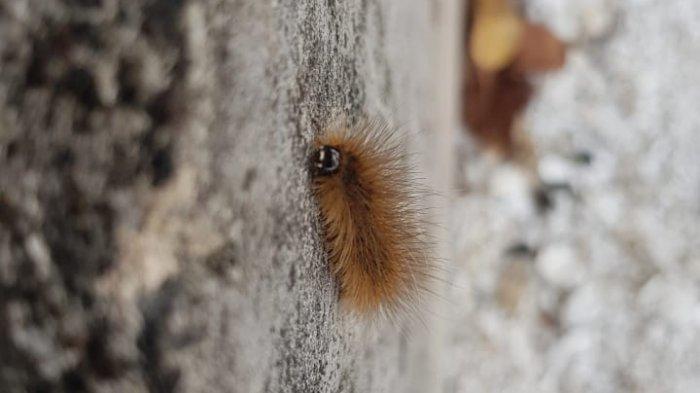 4 Cara Mudah Menghilangkan Gatal Akibat Ulat Bulu, Sudah Tahu ...