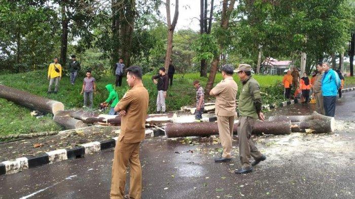 Hujan Disertai Angin Kencang, Tumbangkan 2 Pohon di Komplek Kantor Bupati Tanjabtim ...