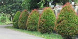 Tanaman Pagar, Bikin Rumah Lebih Hidup - Tribunjambi.com