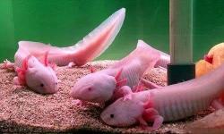 GALERI FOTO: Wow, Ikan Dinosaurus Masih Ada di Bumi, Seperti ini ...