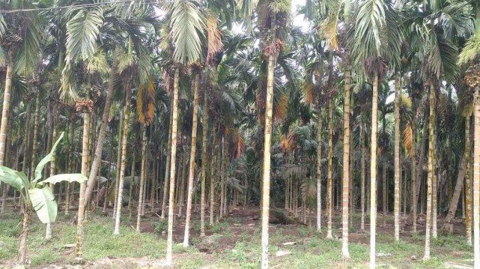 Aksi Petani Tebang Pohon Pinang, Kadisperindag Tanjabtim: Pemerintah ...