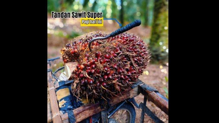 Sawit Turun Lagi, TBS Kelapa Sawit Termahal Hari Ini di Level Rp3.188 ...