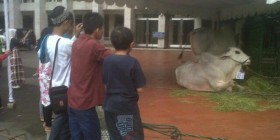 Sapi SBY dan Boediono Jadi Tontonan - Tribunjambi.com