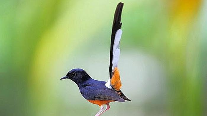 Sering Dengar Kicauan Burung di Pagi Hari, Ternyata Ini Artinya Menurut ...