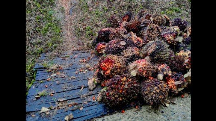 Harga Sawit di Jambi Hari Ini Turun Rp67 Jadi di Level Rp3.610 per Kg ... Harga Sawit di Jambi Hari Ini Turun Rp67 Jadi di Level Rp3.610 per Kg ...