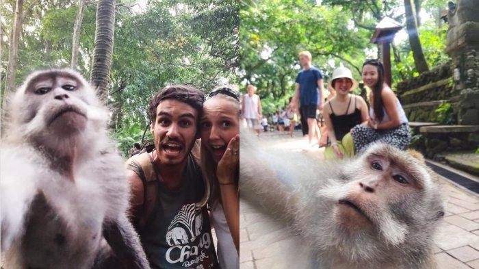 Foto Viral Monyet Selfie Bareng Wisatawan di Bali, Minat Berkunjung ...