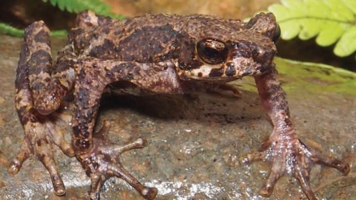 Daur Hidup Katak Dari Telur Hingga Jadi Katak Dewasa - Tribunjambi.com