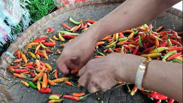 Pasokan Cabai di Pasar Angso Duo Jambi Minim, Harga Capai Rp 90 Ribu per Kg - Tribunjambi.com