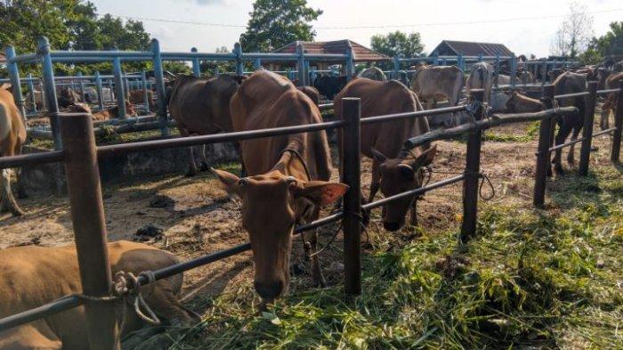 Jelang Idul Adha Sapi Bali Masih Paling Banyak Dicari di Pasar Ternak ...