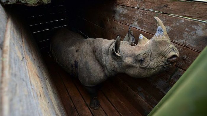 Baru Direlokasi, 8 Badak Hitam di Kenya Mati, Apa Penyebabnya ...