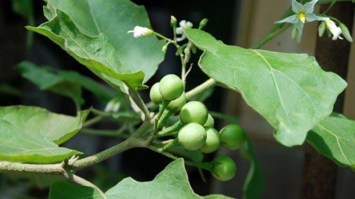 Biasa Disambal atau Lalapan, Ini Deretan Manfaat Takokak/Leunca/Cepoka ...