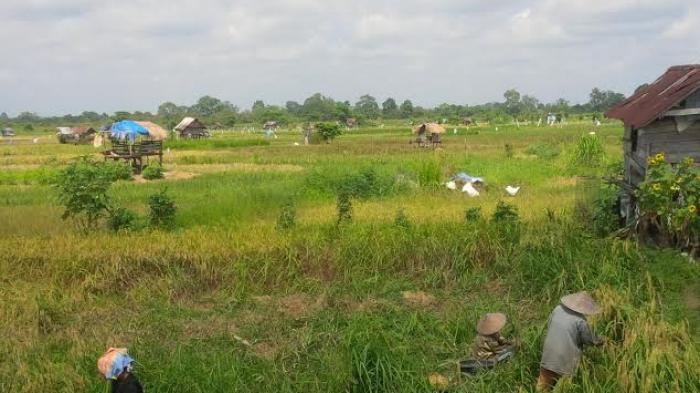 Budidaya Padi Ladang di Sela-sela Sawit dan Karet yang Dilakukan ...
