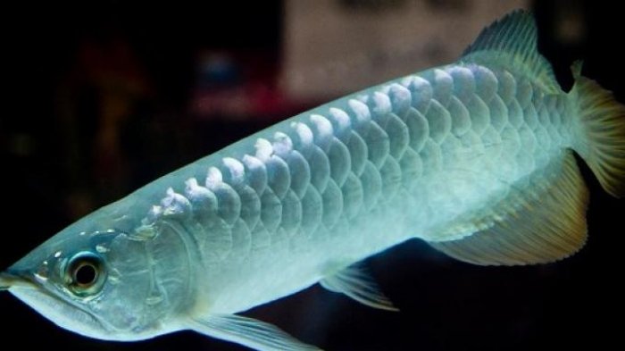 Mengenal Arwana Silver, Ikan Endemik Jambi yang Mulai Langka ...