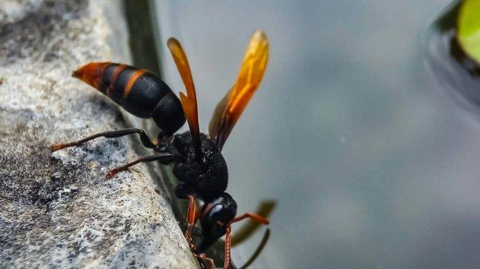 PENELITI LIPI Ungkap Cara Tawon Ndas Renggut Nyawa Lanjarwati dan ...