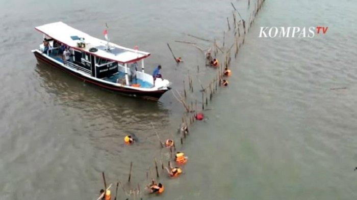 Apa Alasan TNI AL Belum Lanjutkan Pembongkaran Pagar Laut di Tangerang? Target 10 Hari ...